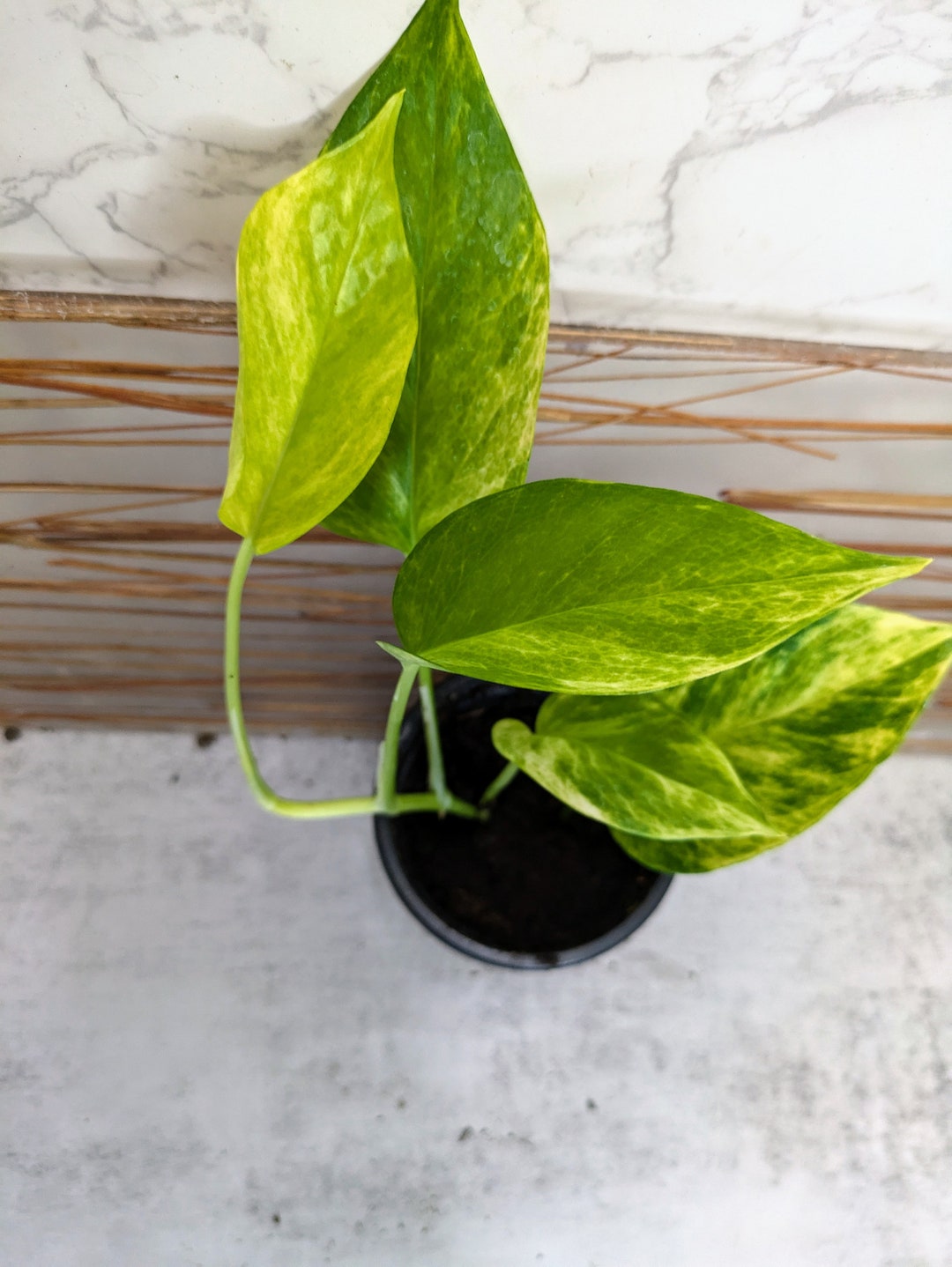 Neon Queen Pothos Cuttings Plant Node Cutting Variegated Rare Plant - Etsy