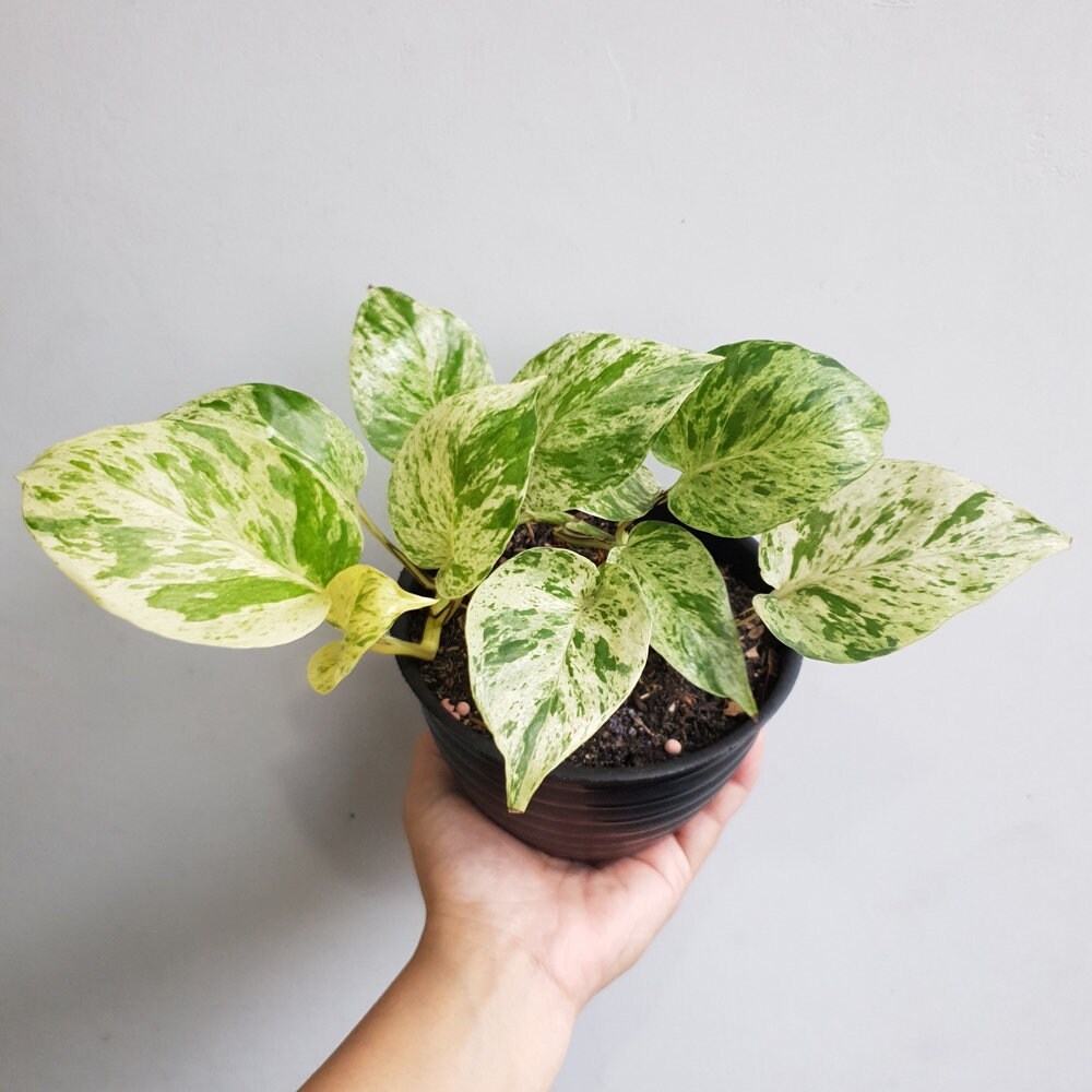 Marble Queen Pothos Variegated Houseplant Queen Pothos - Etsy