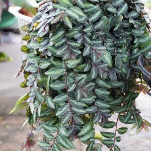 Polynesian Ivy Vine Pellionia Pulchra cuttings, 2inch 4icnh 6inc Pot ...