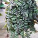 Polynesian Ivy Vine Pellionia Pulchra cuttings, 2inch 4icnh 6inc Pot ...