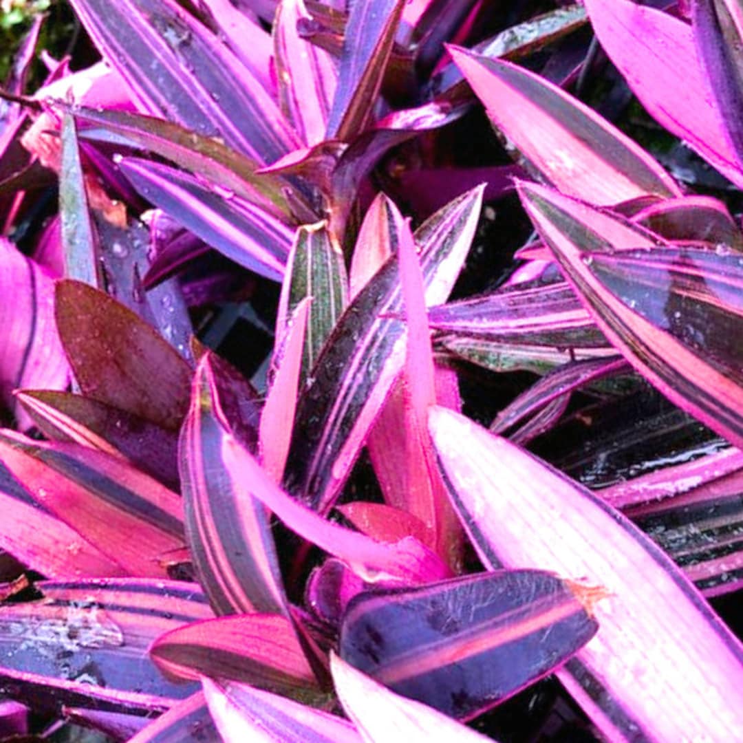 PINK Stripes House Plant Tradescantia Pallida Variegata Indoor Small ...