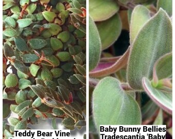 Teddy Bear Vine Tradescantia / Inch Plant/ Wondering Dude - Etsy