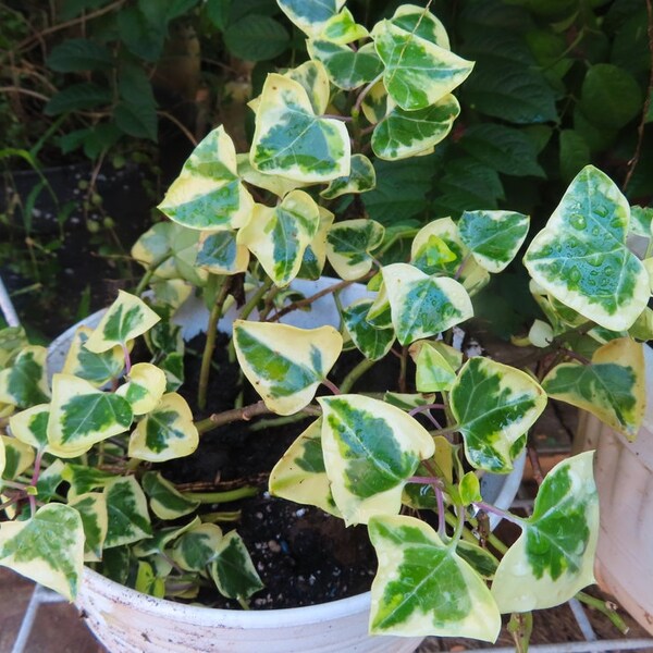 Variegated Plant - Etsy