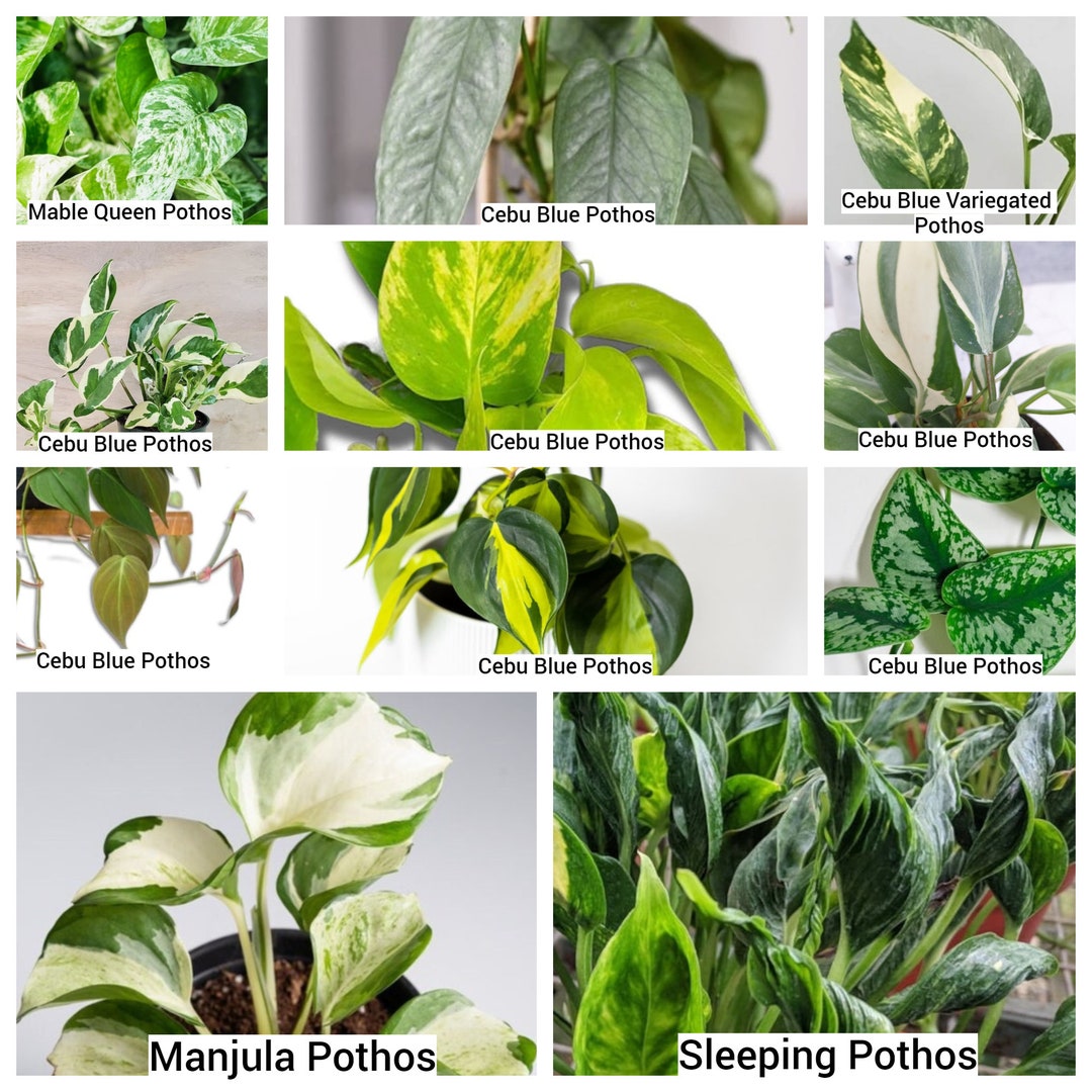 Pothos Cuttings Houseplant Potho Node Cutting For Propagation Indoor
