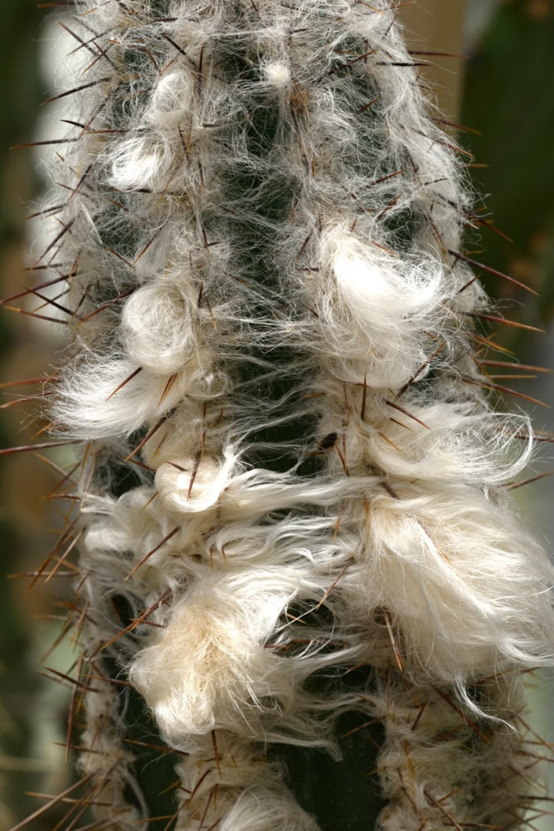 Old Man of the Andes Cactus/cacti Alive Plant Oreocereus Celsianus ...