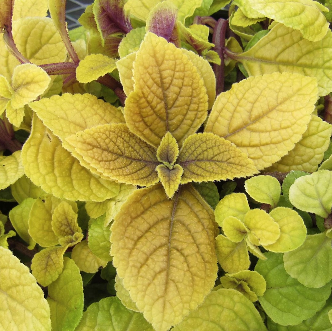 Golden Lemon Swedish Ivy Plectranthus in Mint Family Has a Light Lime ...