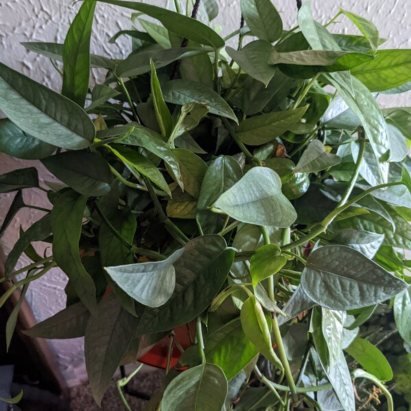 Cebu Blue Pothos - Etsy