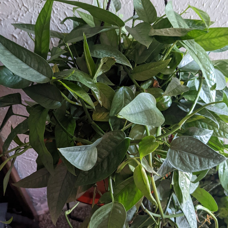 Cebu Blue Pothos - Etsy