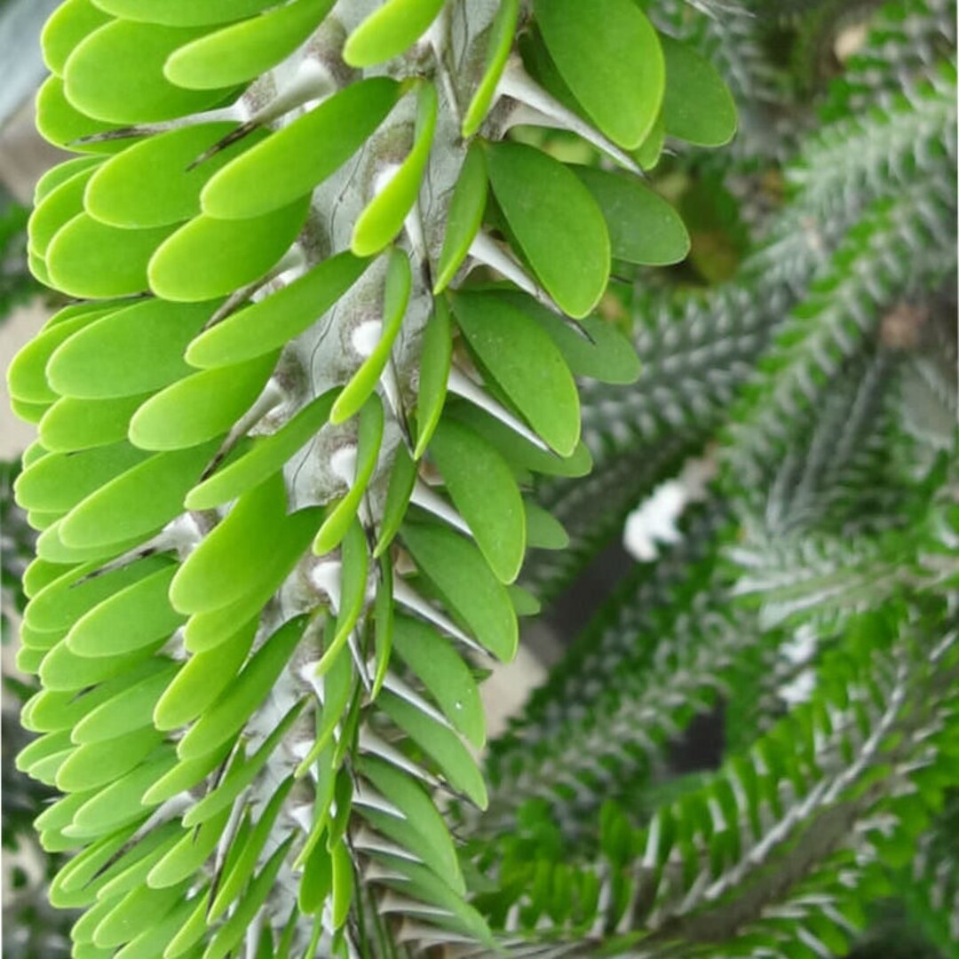 False Ocotillo Madagascar Ocotillo Alluaudia Procera Desert - Etsy