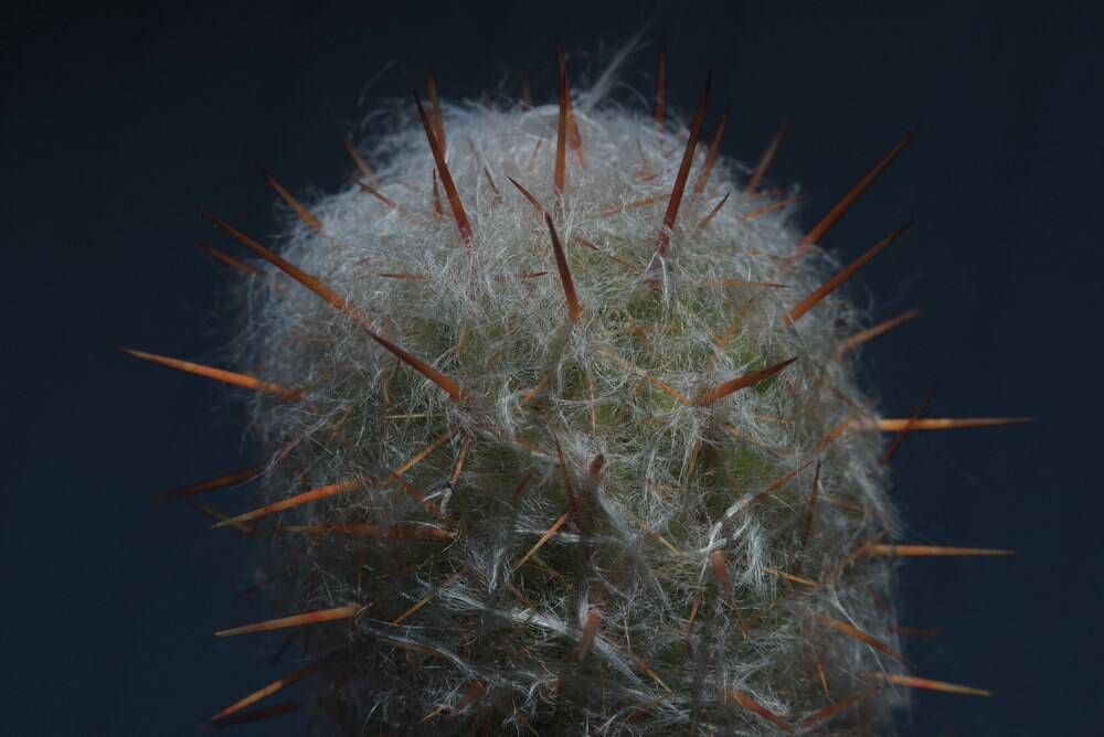 Old Man of the Andes Cactus/cacti Alive Plant Oreocereus - Etsy