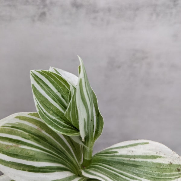 Cuttings White Pistachio Tradescantia Houseplants Live Plant - Etsy