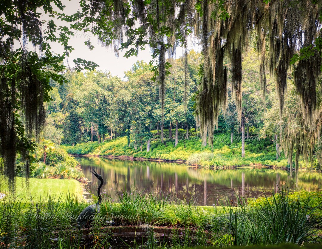 High Quality Photograph Middleton Place Botanical Garden Charleston ...