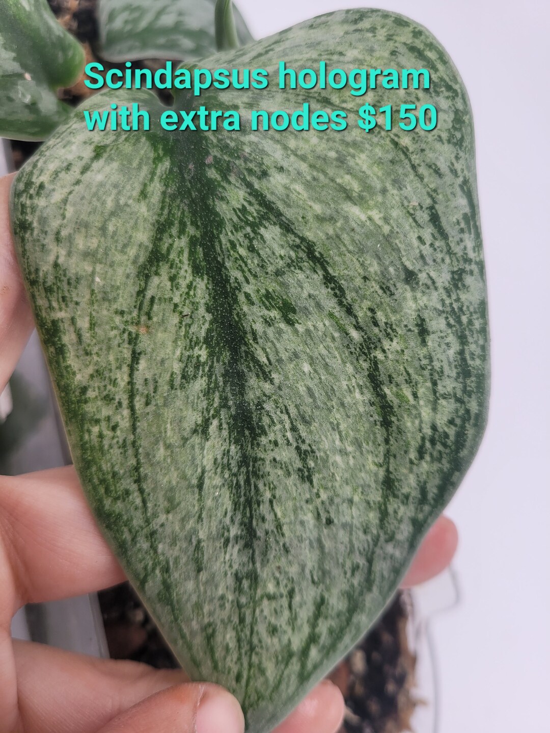 USA SELLER Rare Scindapsus Hologram - Etsy
