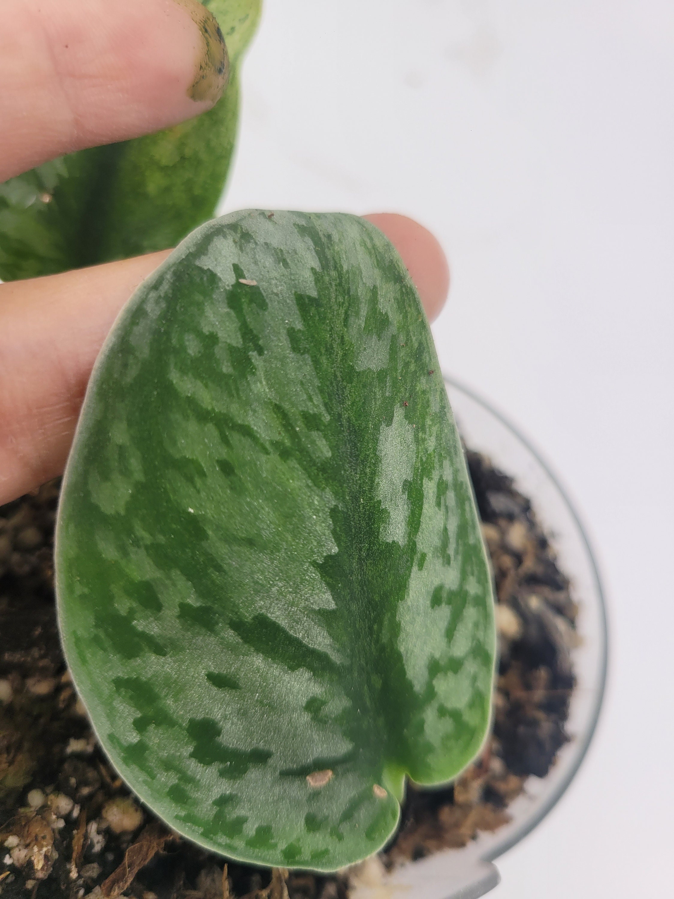 USA SELLER Rare Scindapsus Hologram - Etsy