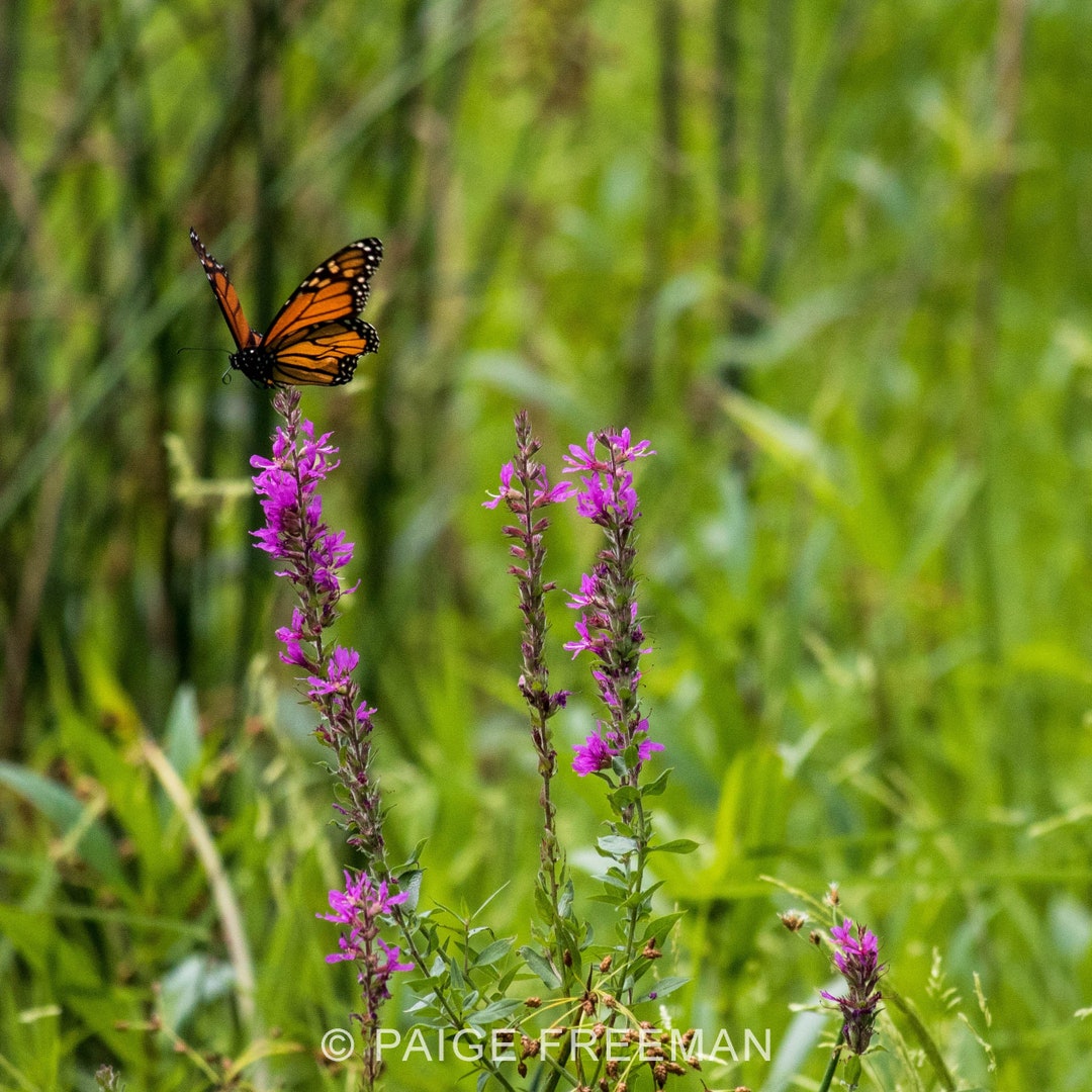 Butterfly - Digital Photo, Digital Download, Fine Art Photography ...