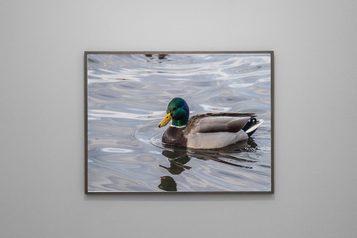 Duck - Digital Photo, Digital Download, Fine Art Photography, Wall Art ...