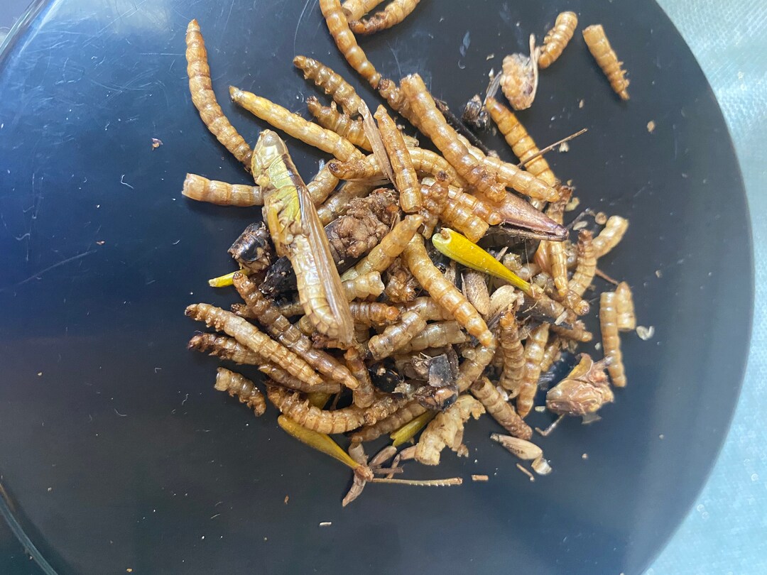 Insect Mix - Etsy