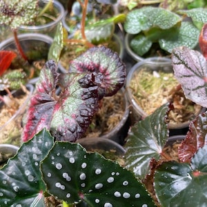 Begonia Babies Freshly Rooted Random Selection of Angel Wing, Rex, Cane ...