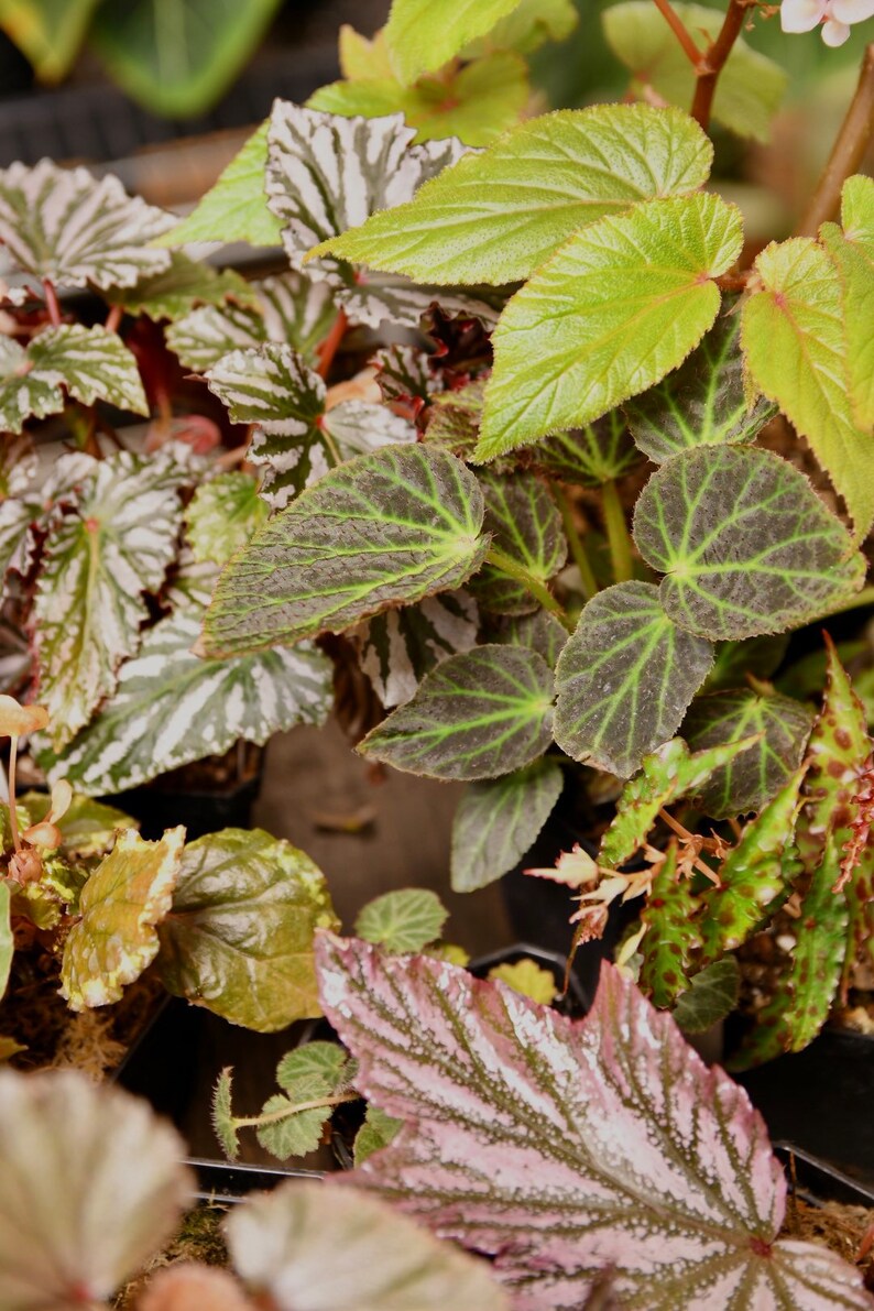 Begonia Bundle - Etsy