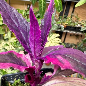 Variegated Purple Passion Plant | Gynura Aurantiaca - Etsy