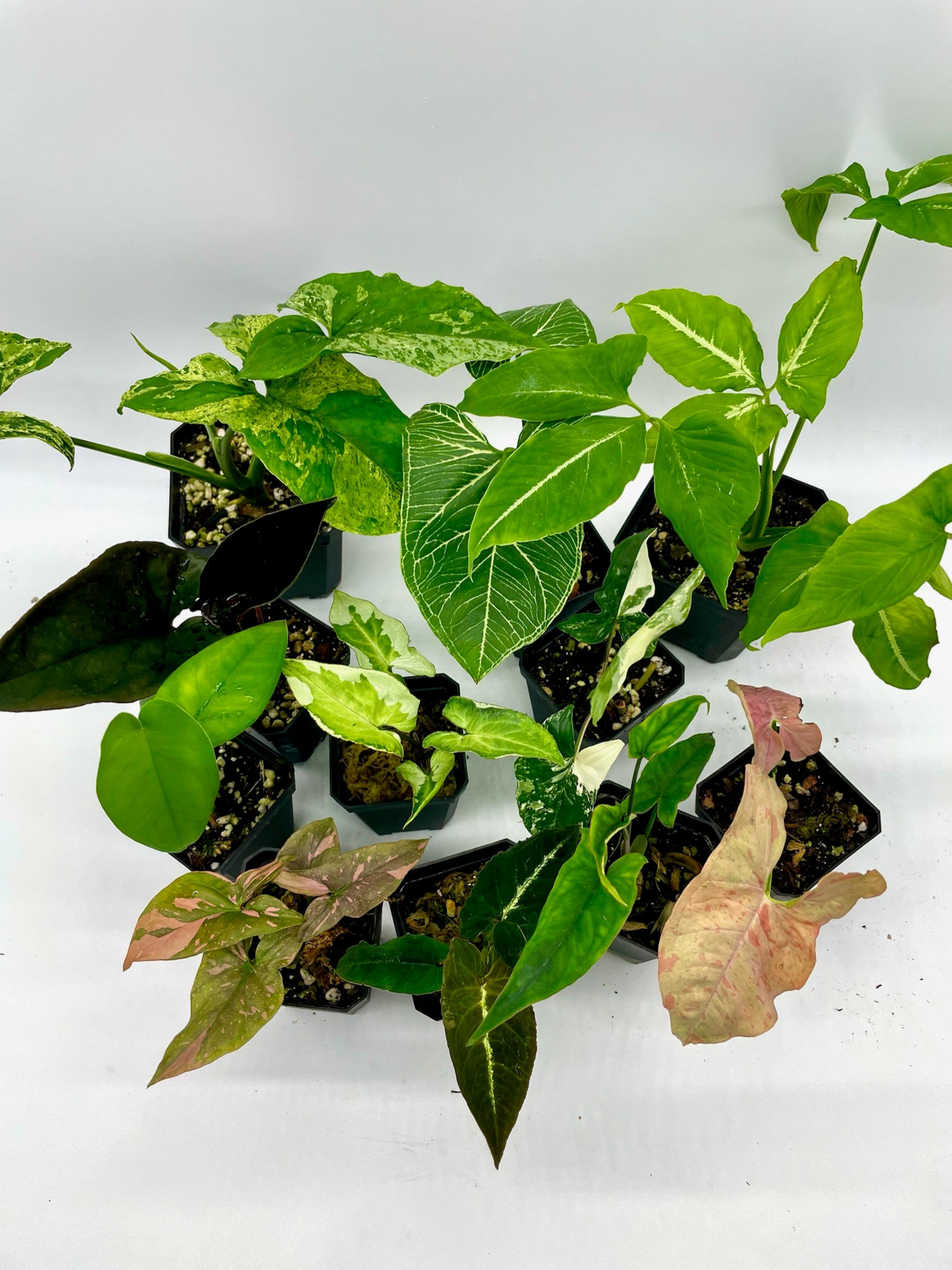 Rare Syngonium Bundle - Etsy