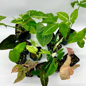 Rare Syngonium Bundle - Etsy
