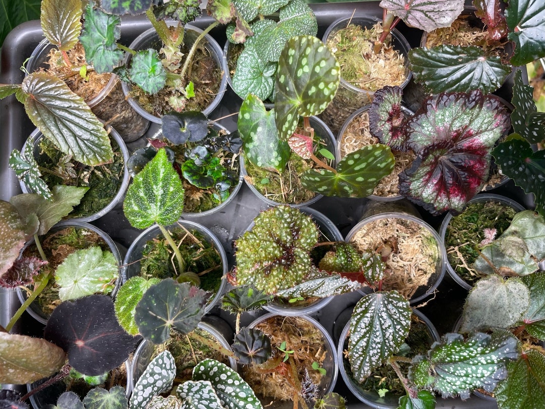 Begonia Babies Freshly Rooted Random Selection of Angel Wing, Rex, Cane ...