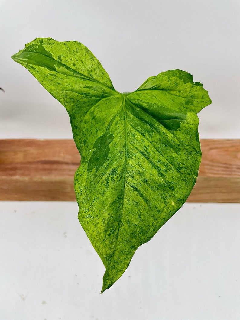 Rare Syngonium Bundle - Etsy