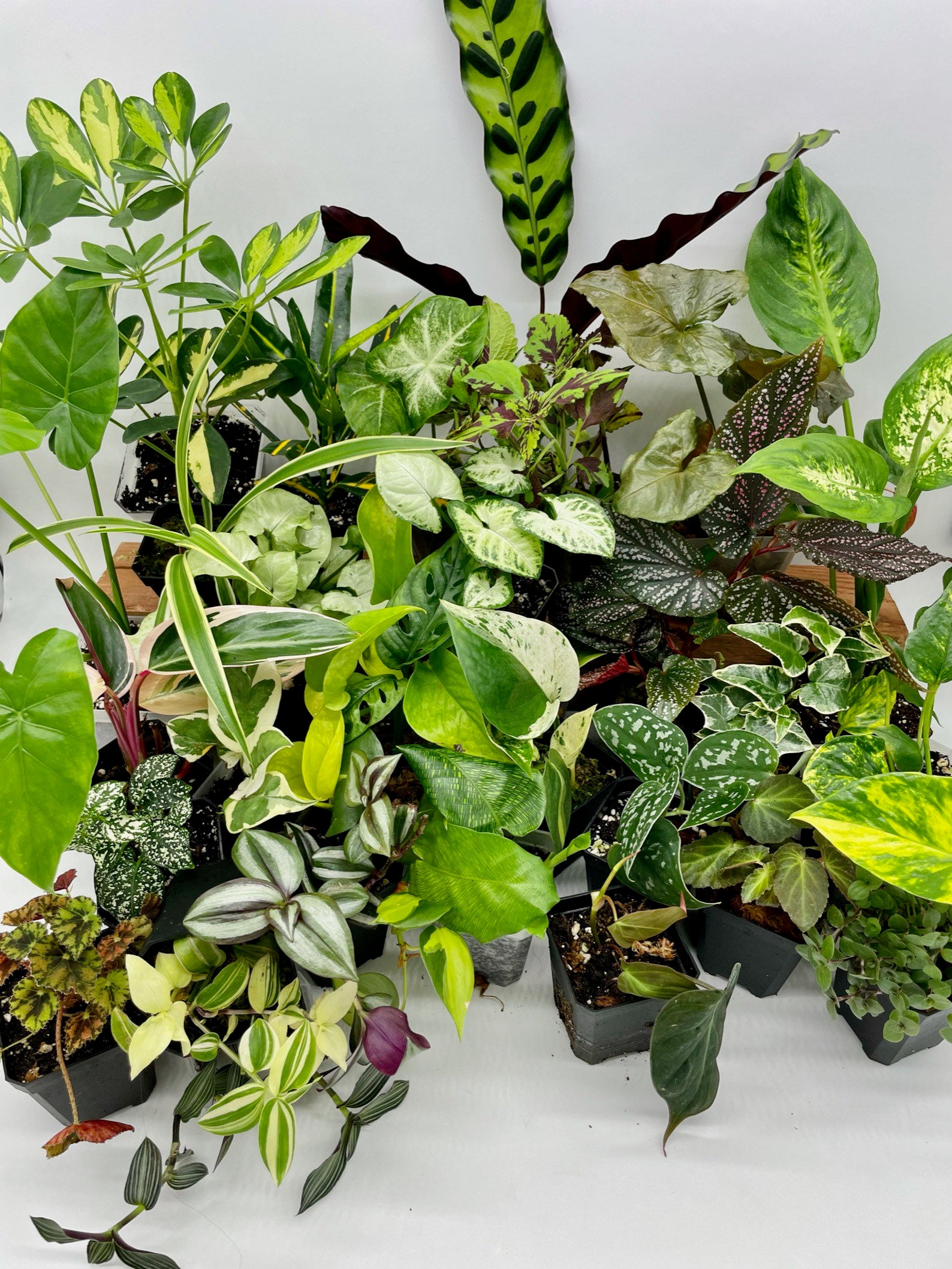 Mystery Plant Box - Etsy