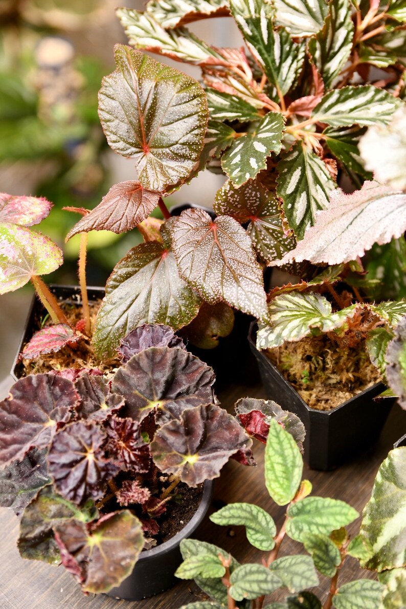 Begonia Bundle - Etsy