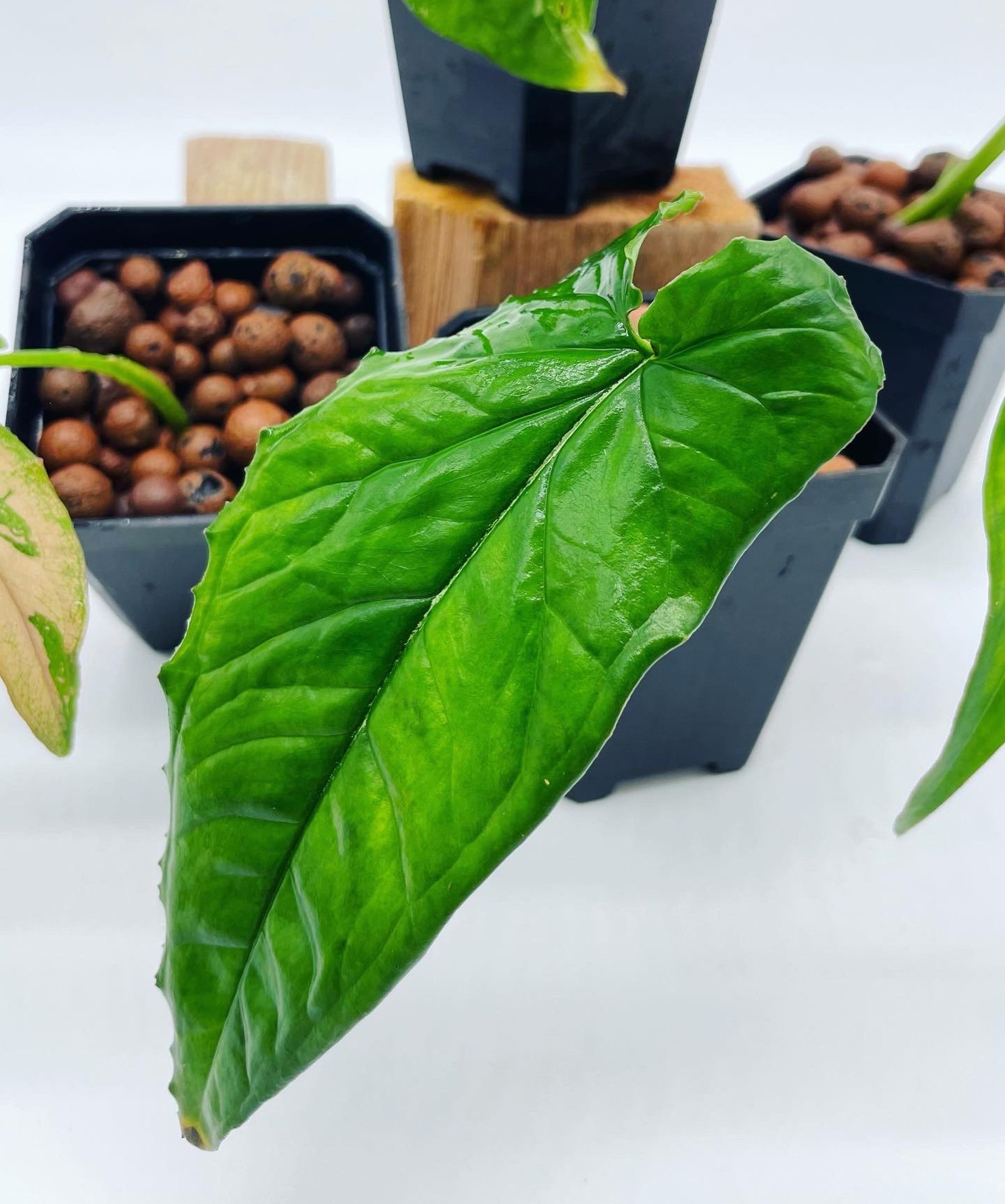 Rare Syngonium Bundle - Etsy