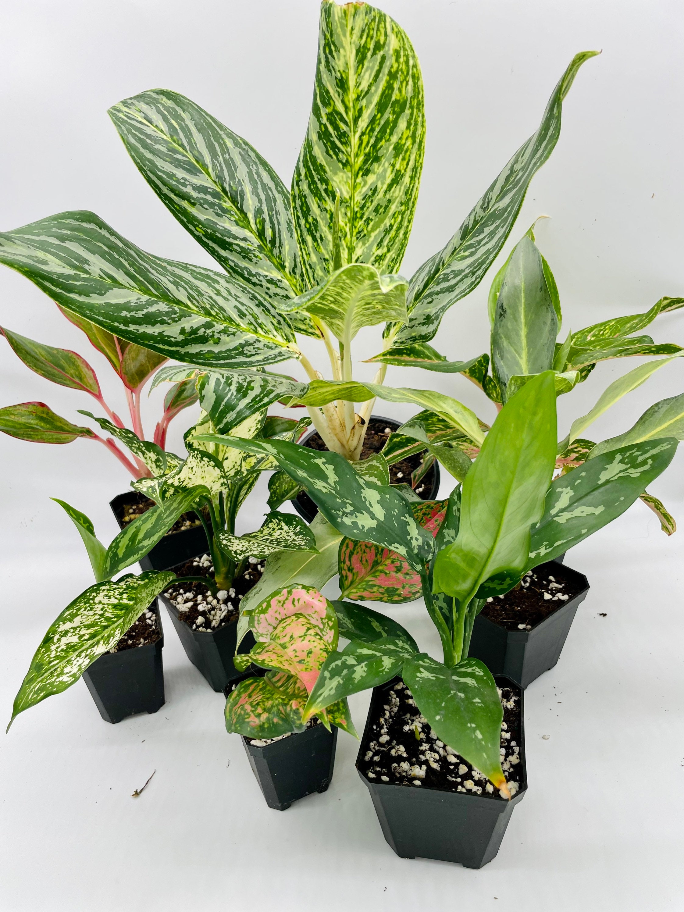 Aglaonema Bundle - Etsy