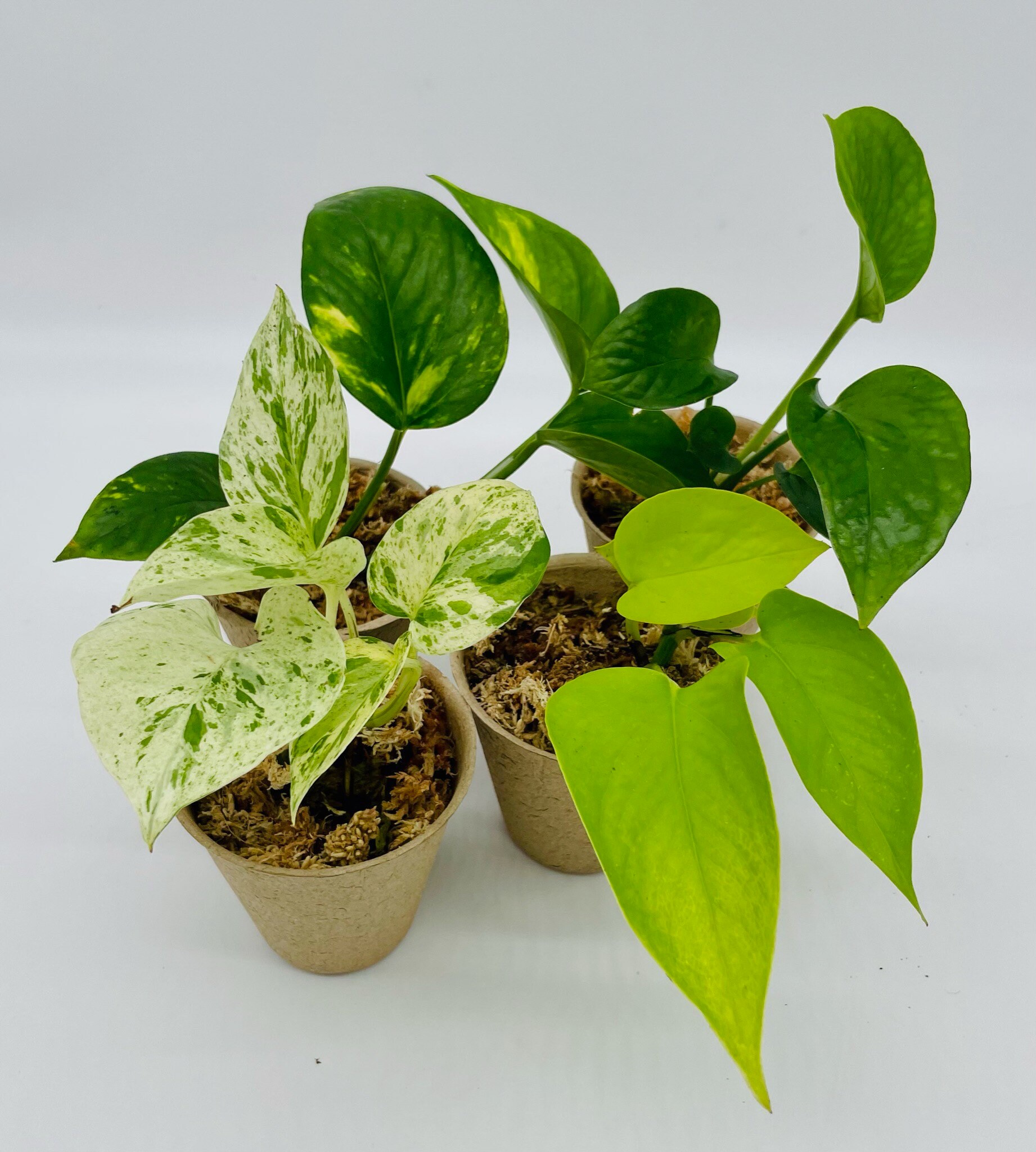Pothos Bundle - Etsy