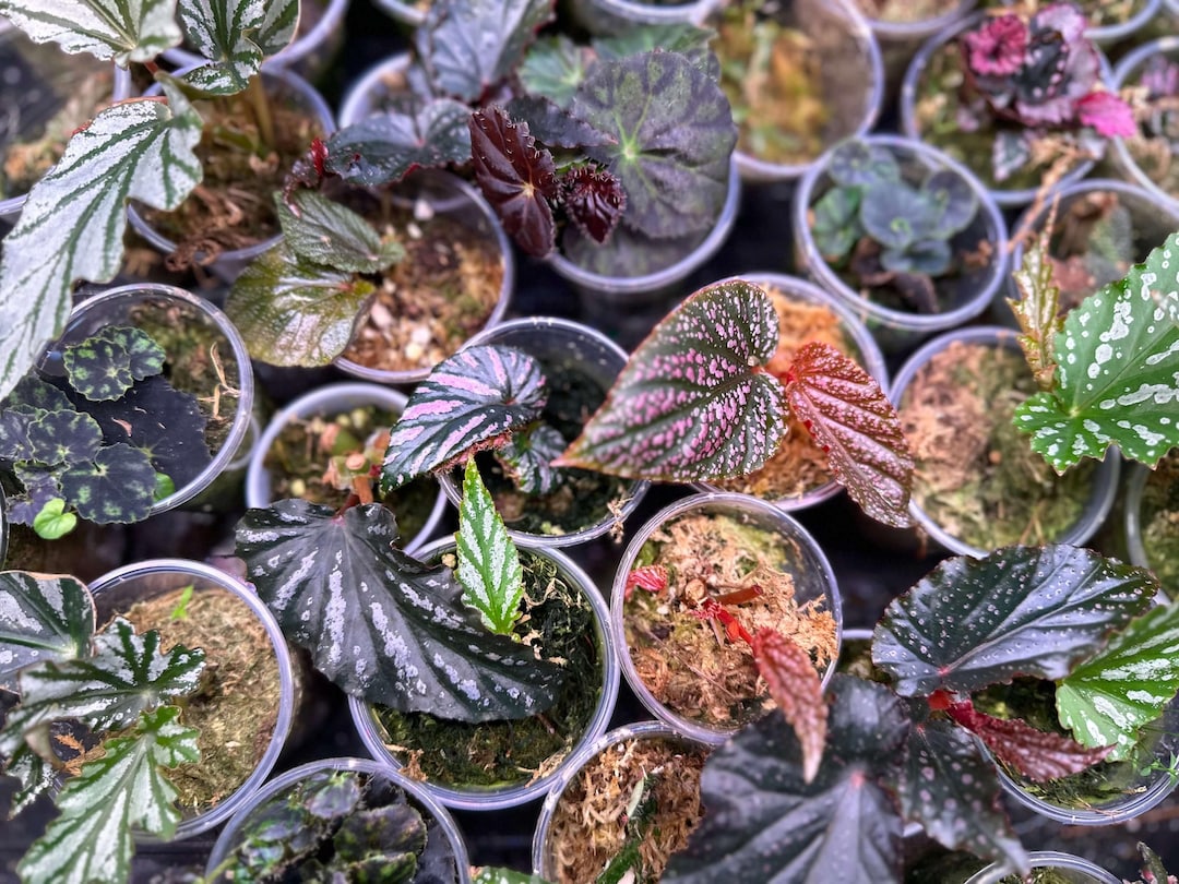 Begonia Babies Freshly Rooted Random Selection of Angel Wing, Rex, Cane ...
