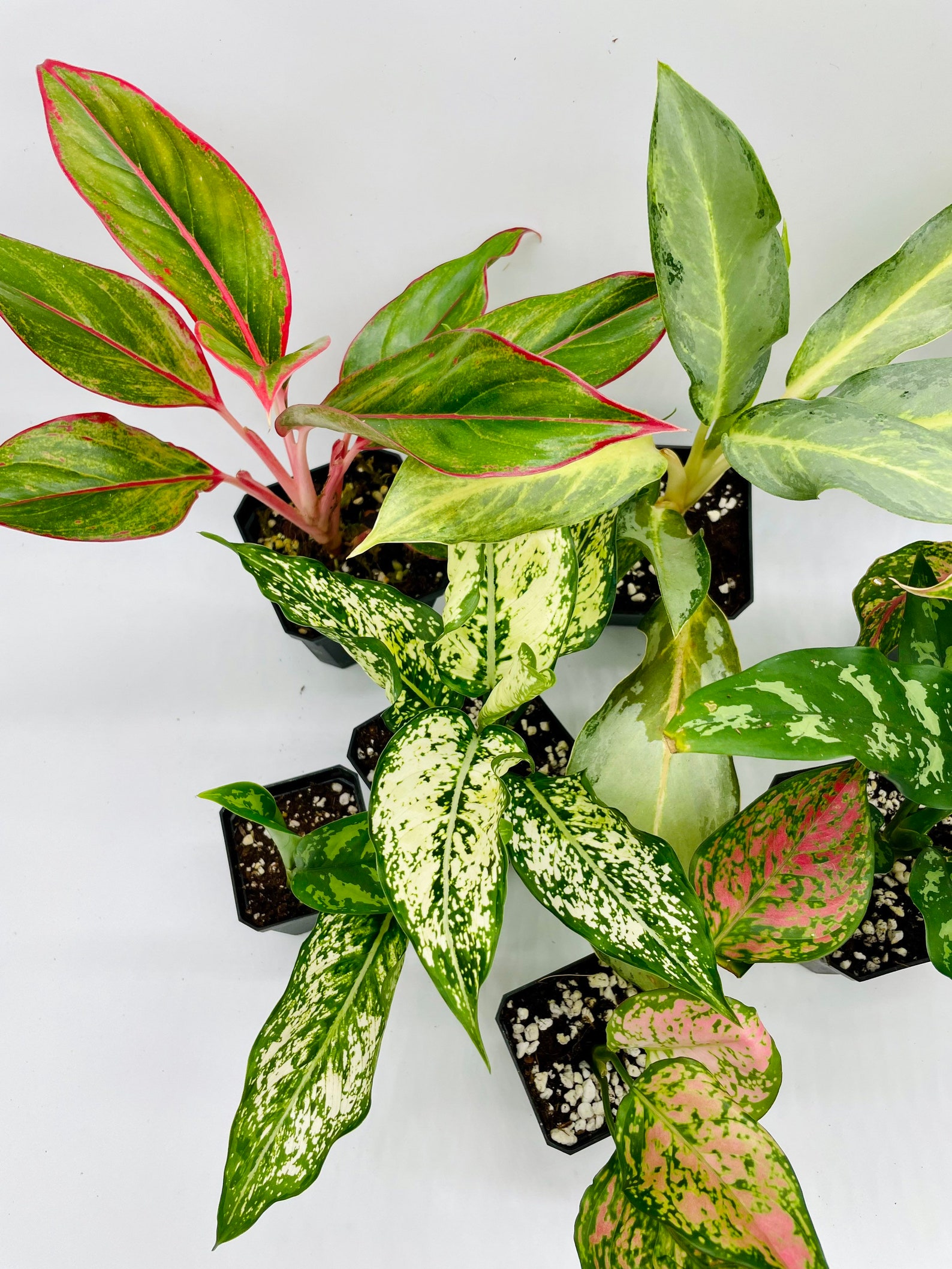 Aglaonema Bundle - Etsy