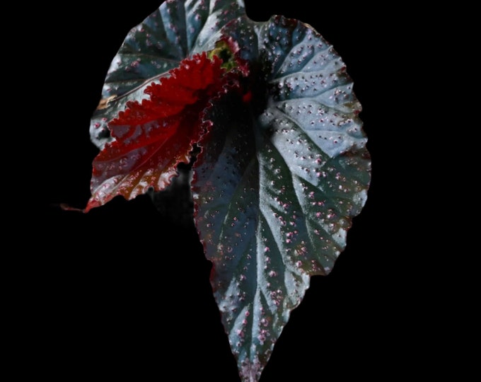 Begonia Arabian Sunset - Etsy