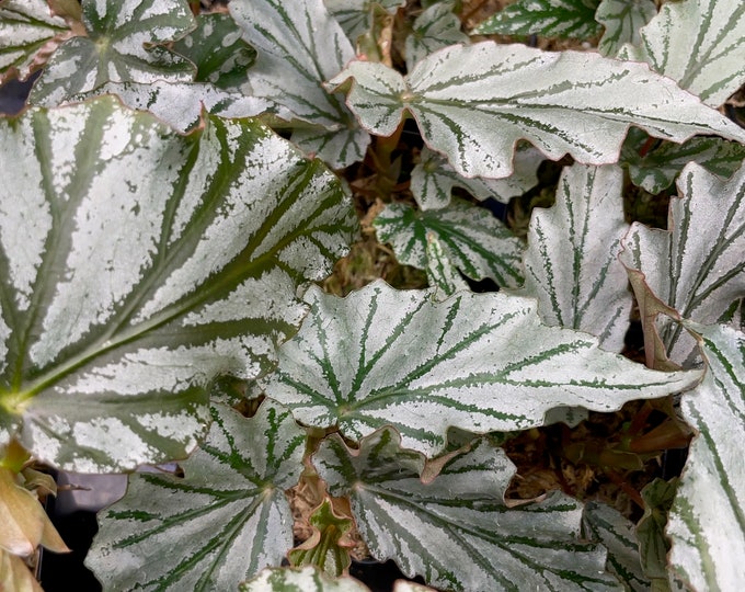 Begonia American River - Etsy