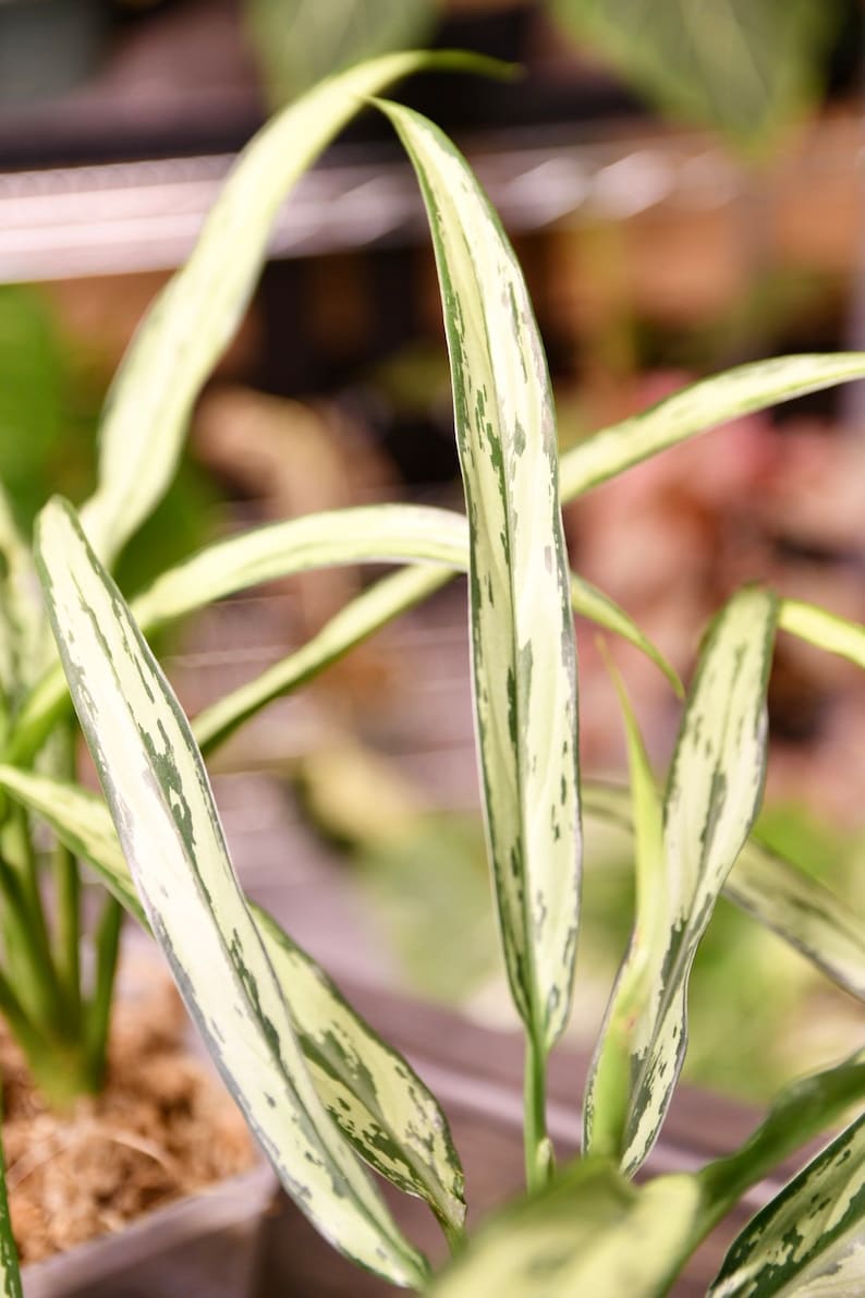 Aglaonema Cutlass Chinese Evergreen Narrow Leaf - Etsy