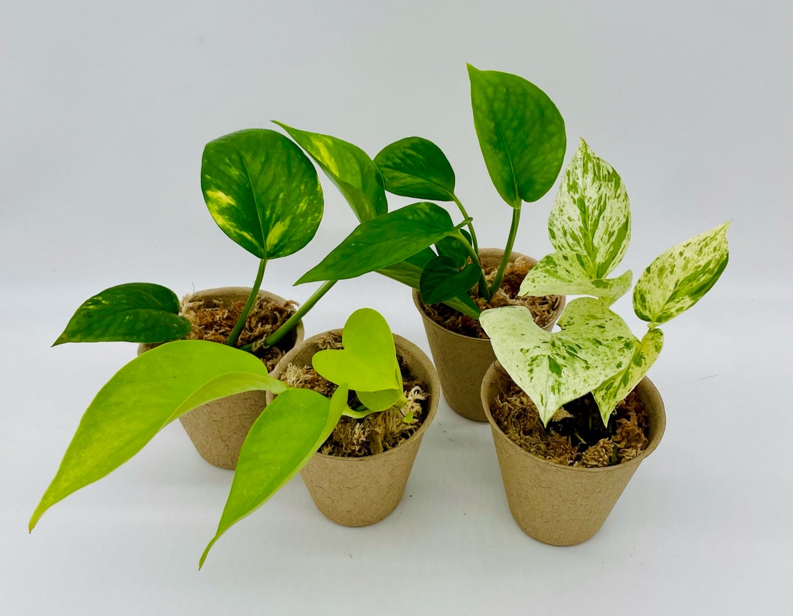 Pothos Bundle - Etsy
