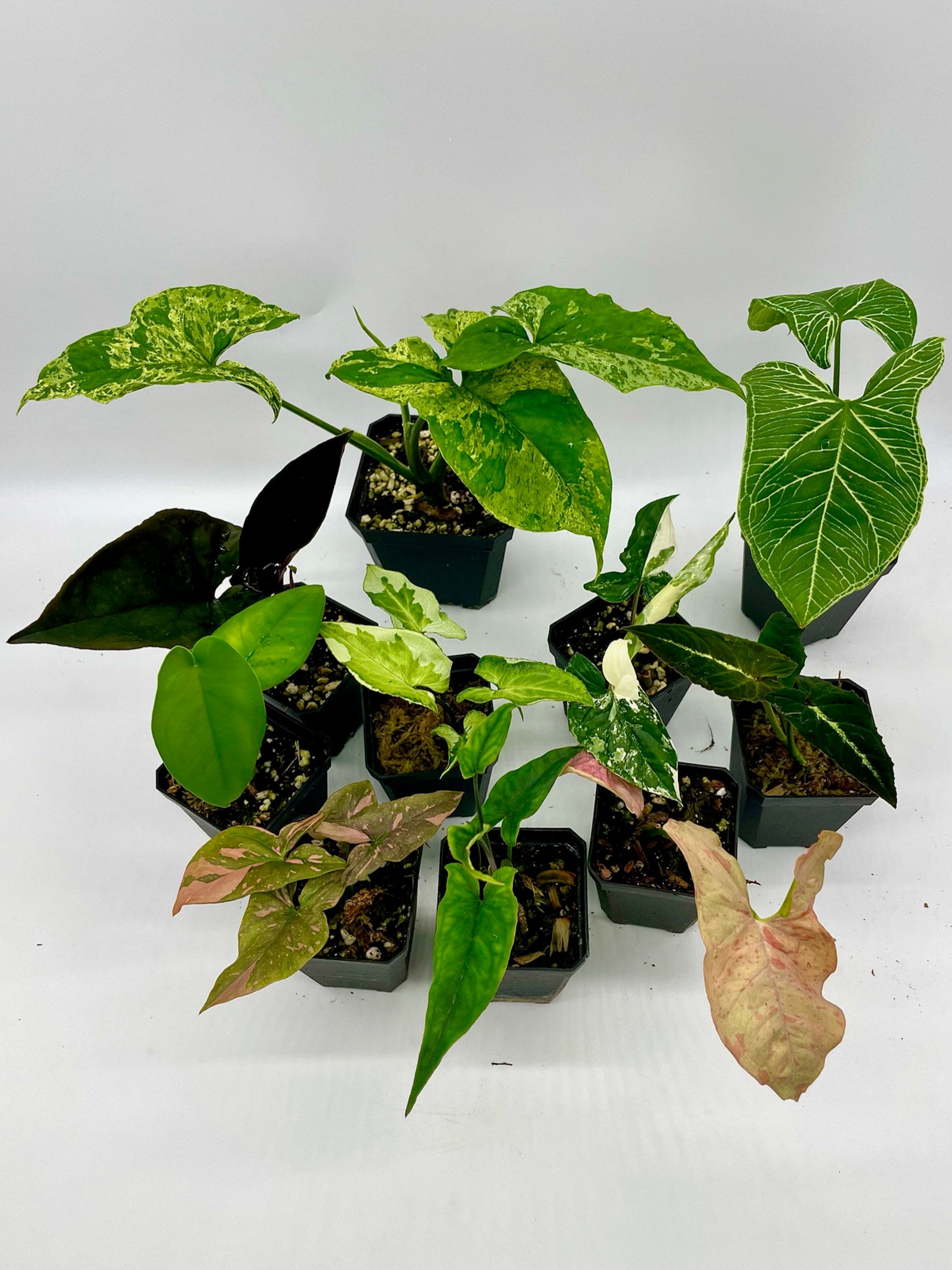 Rare Syngonium Bundle - Etsy