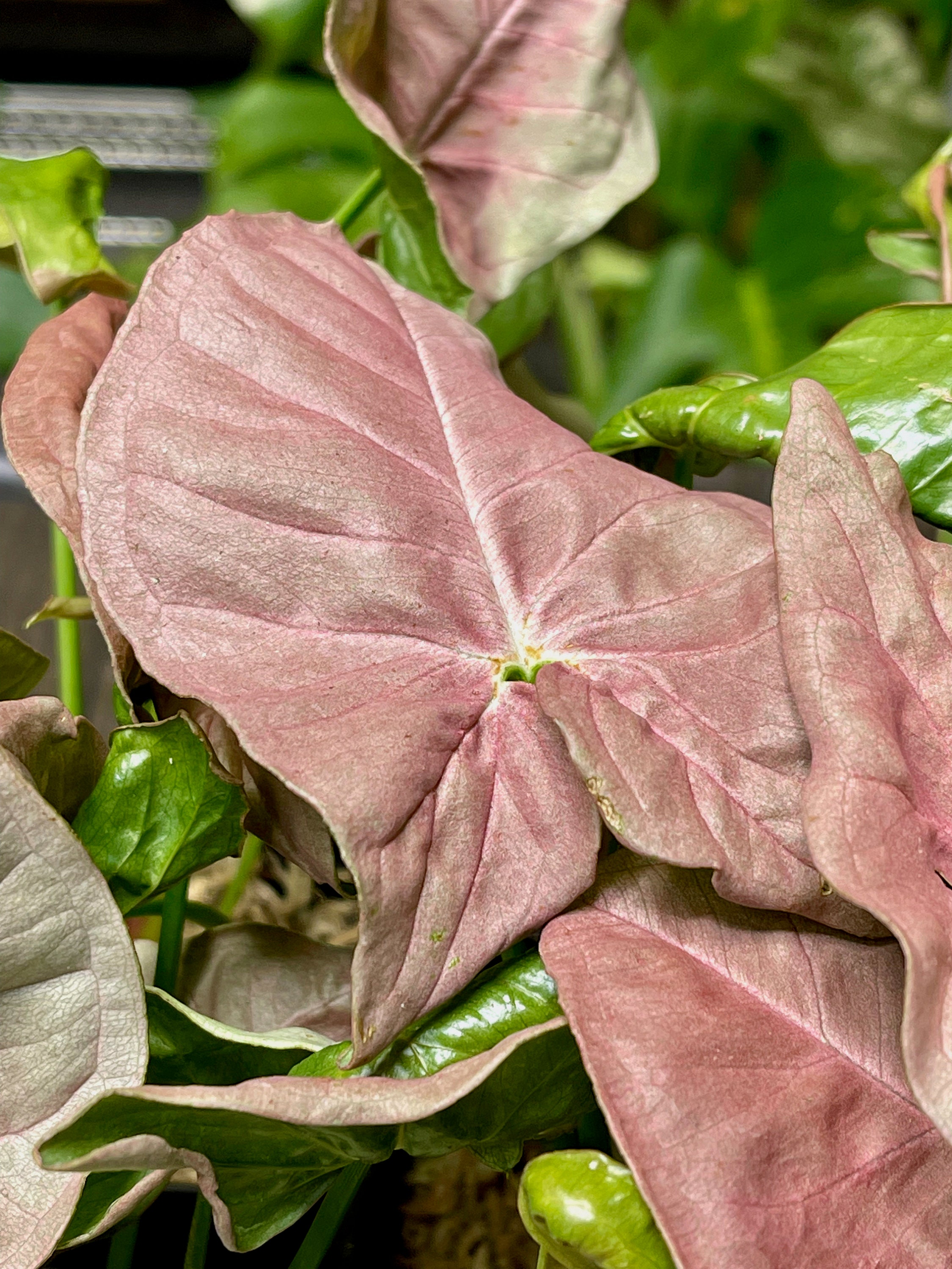 Syngonium Podophyllum Pink Allusion Starter Plant Custom - Etsy