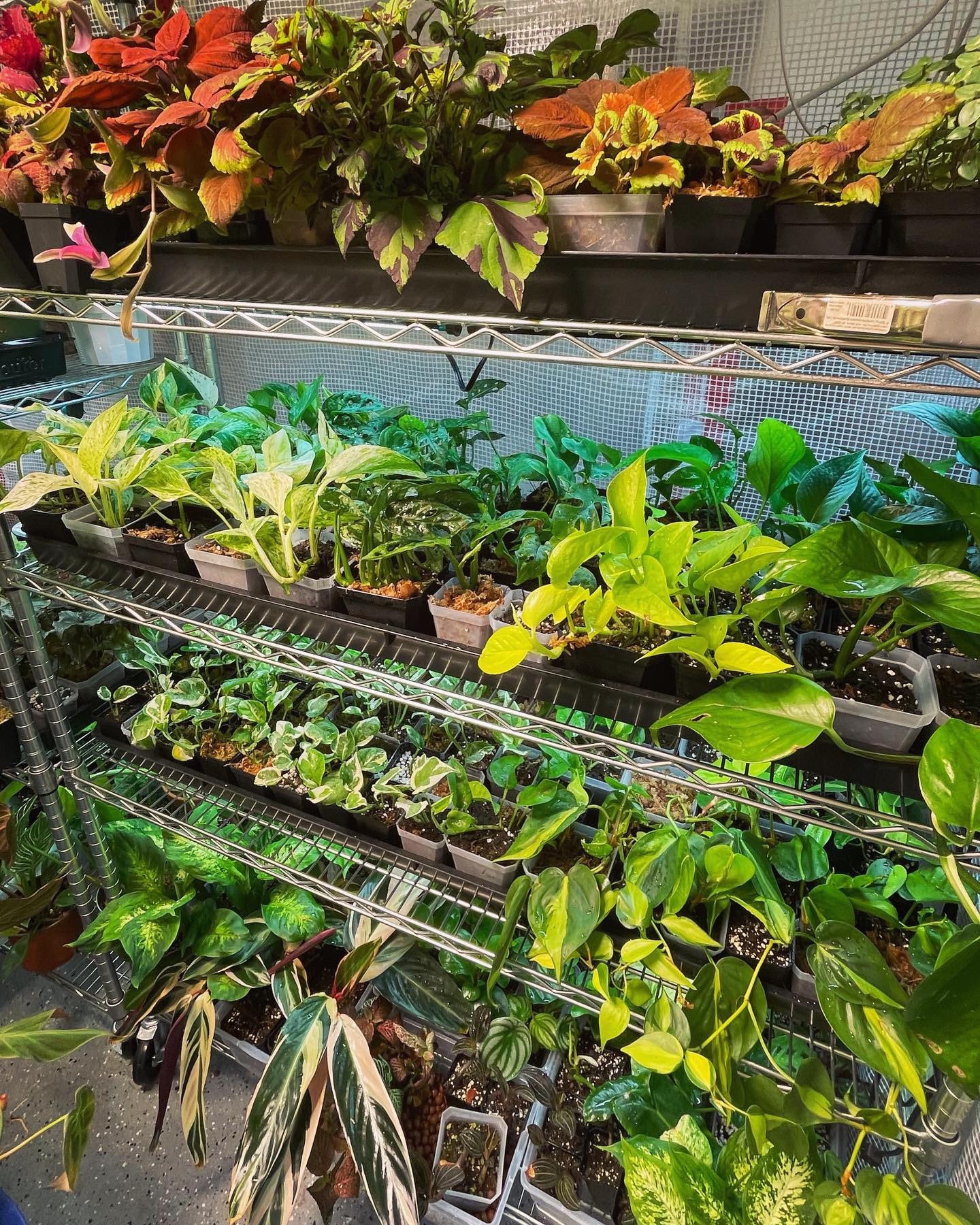 Mystery Plant Box - Etsy