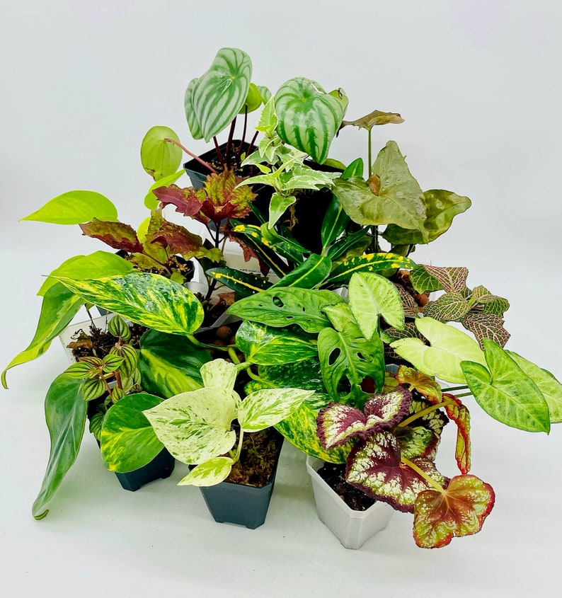 Mystery Plant Box - Etsy