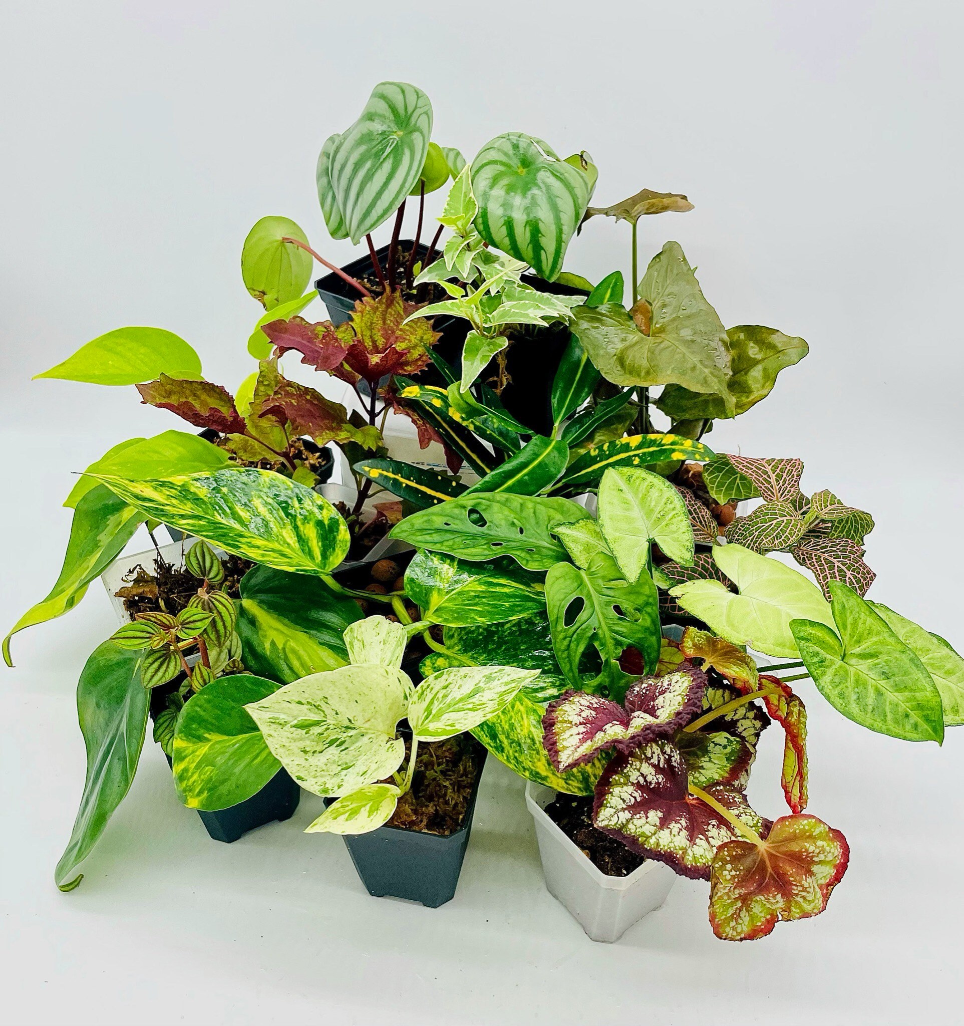 Mystery Plant Box - Etsy