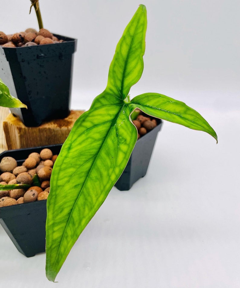 Rare Syngonium Bundle - Etsy