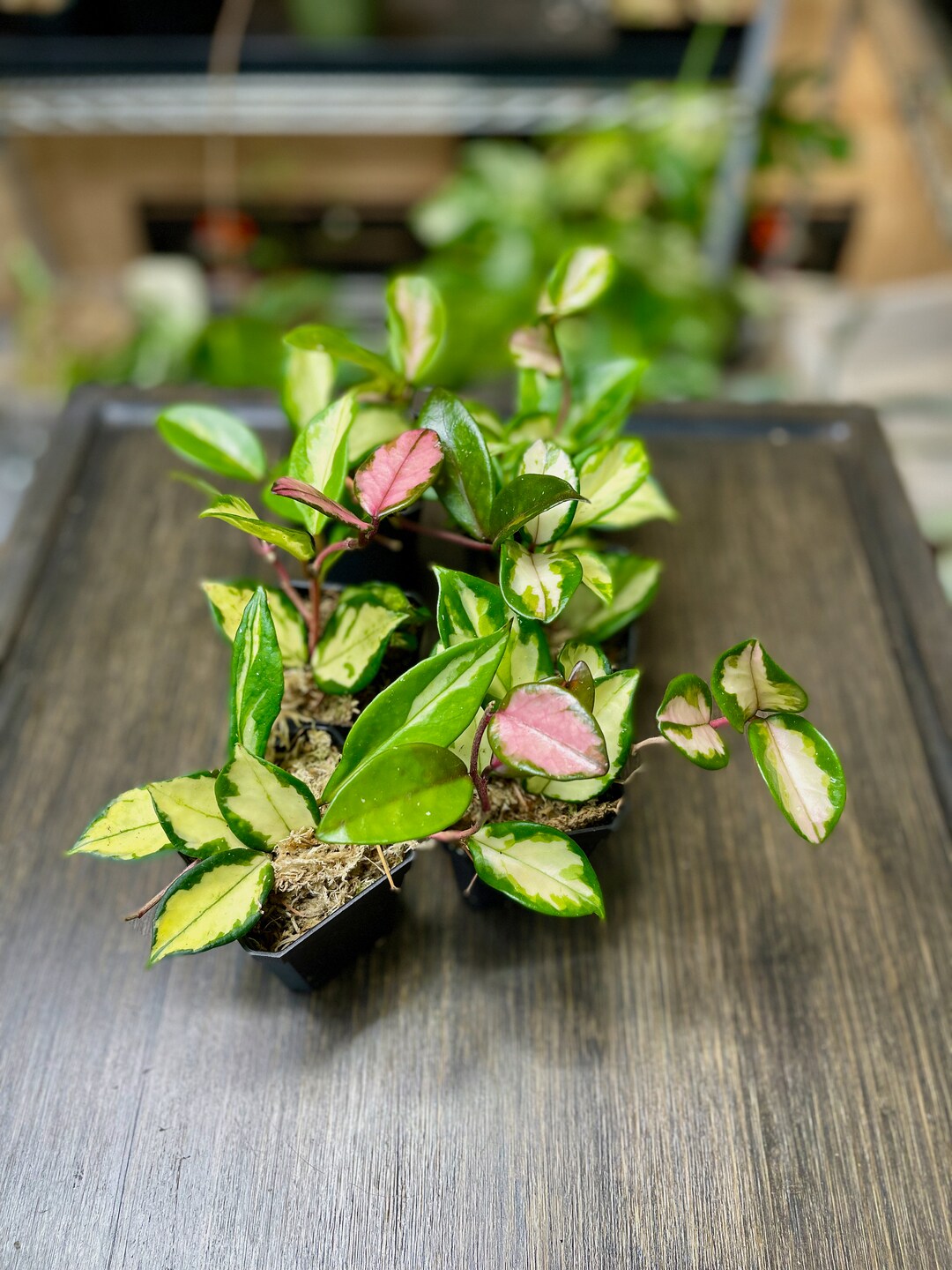 Hoya Carnosa Krimson Princess - Etsy