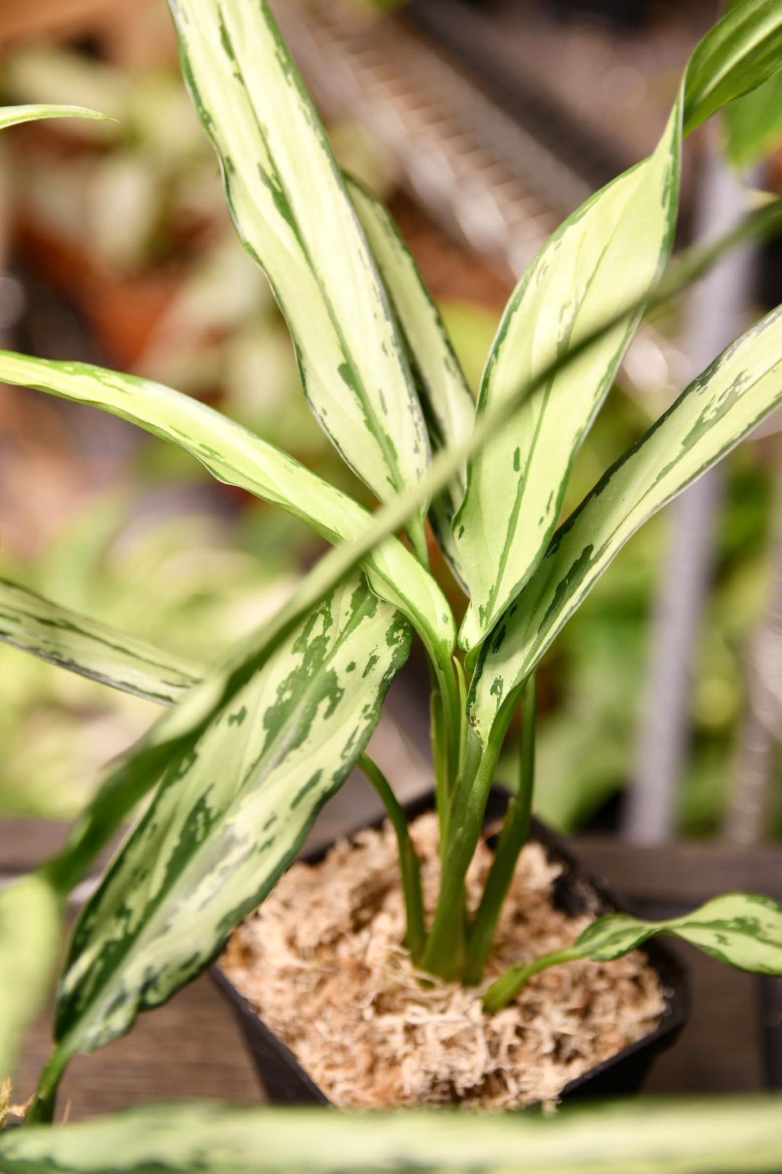 Aglaonema Cutlass Chinese Evergreen Narrow Leaf - Etsy