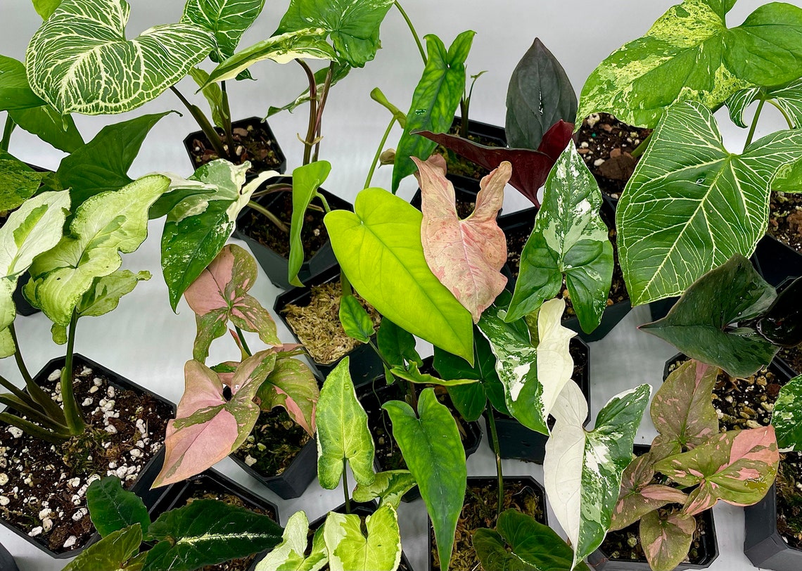 Rare Syngonium Bundle - Etsy