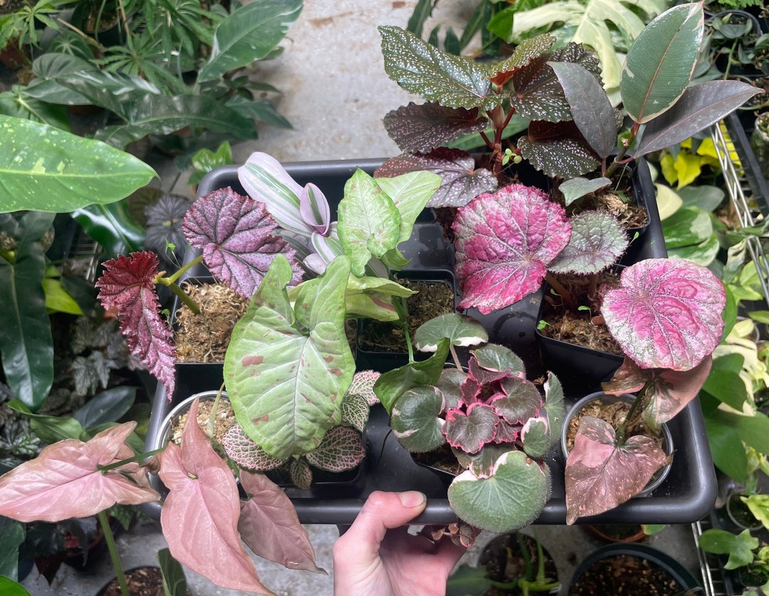 Pink House Plant Bundle - Handpicked Assortment of Beautiful Indoor ...
