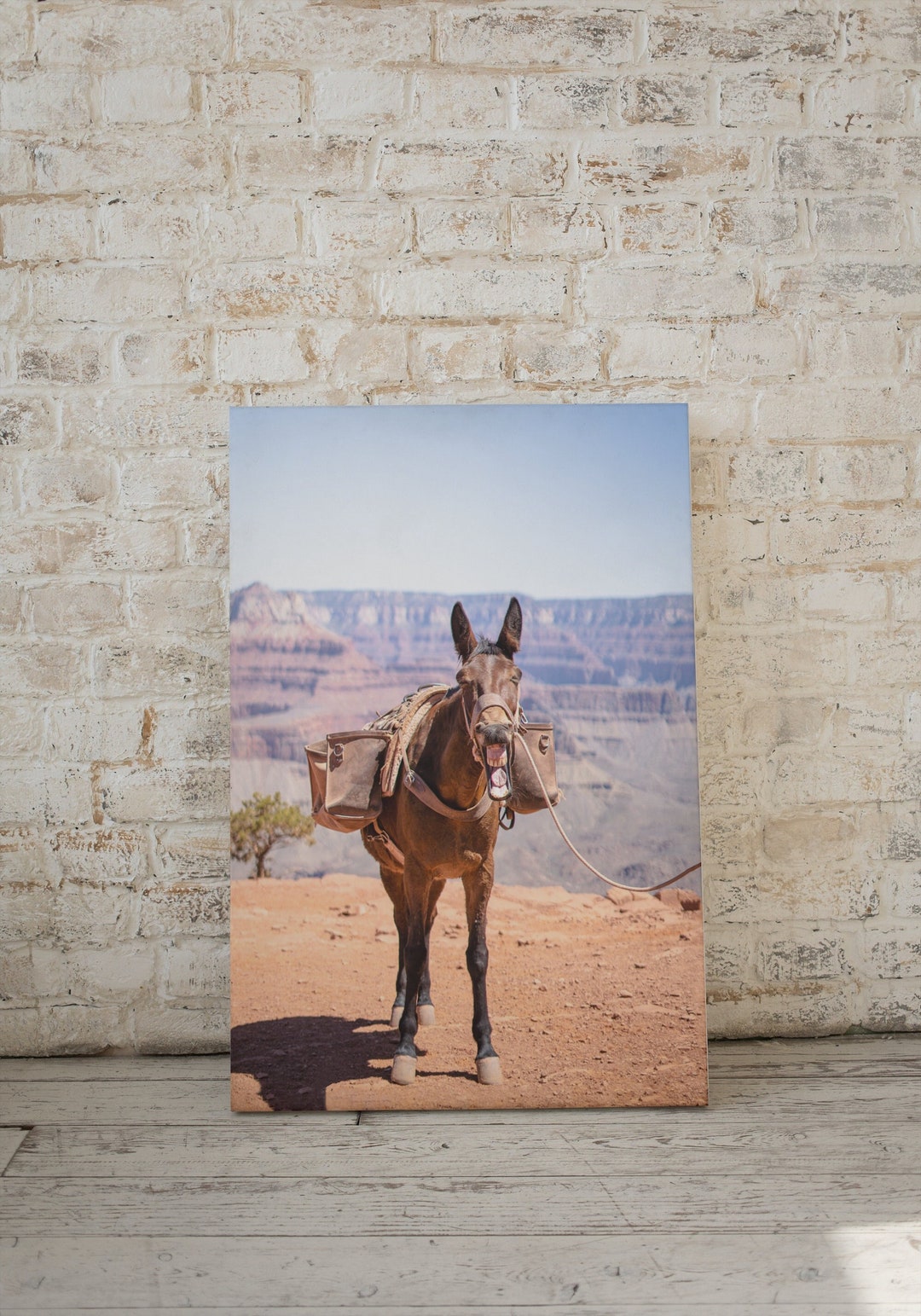 Inside Joke, Laughing Mule, Arizona, National Parks, Southwest Home ...